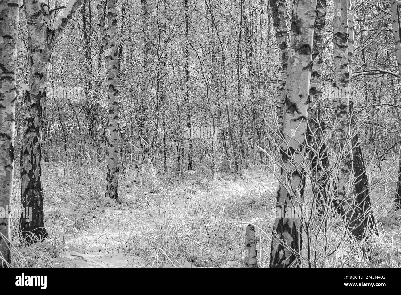 snowy birch forest on the outskirts of Berlin. Frost forms ice crystals ...