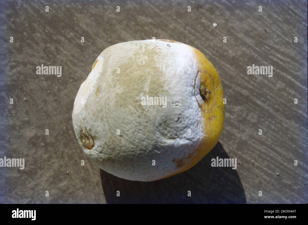 Under favourable environmental conditions, fungal spores germinate and ...