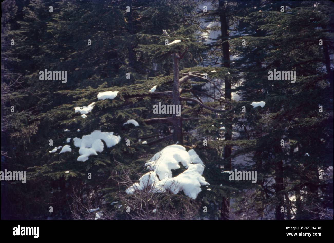 Snow forms when tiny ice crystals in clouds stick together to become ...