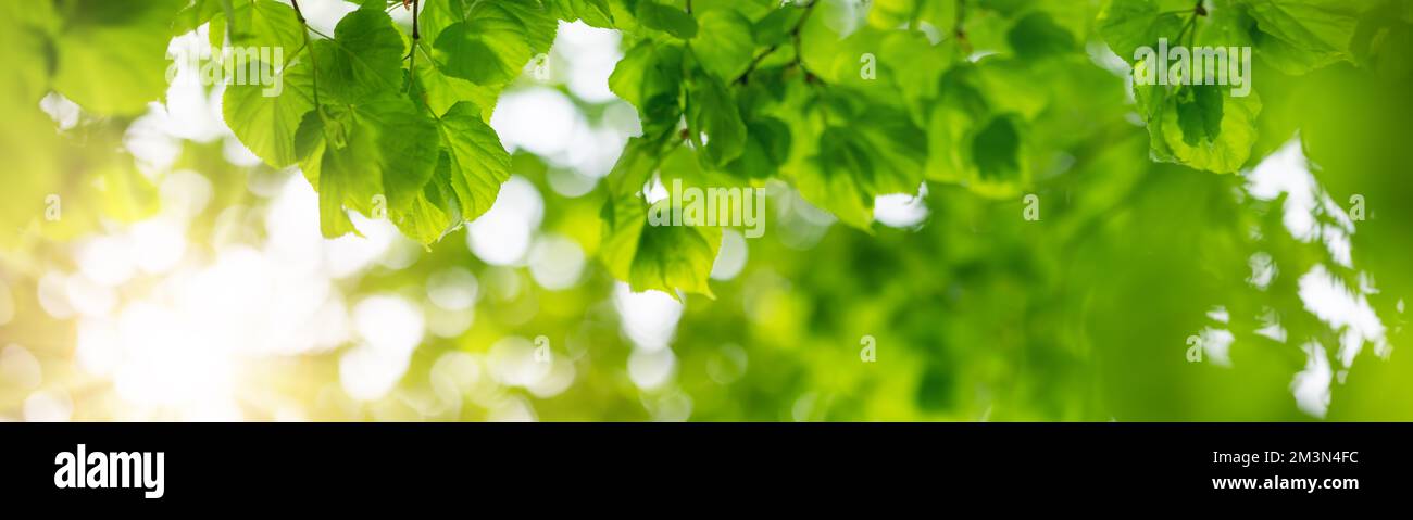 Panoramic view of the linden tree's branch with young leaves Stock ...