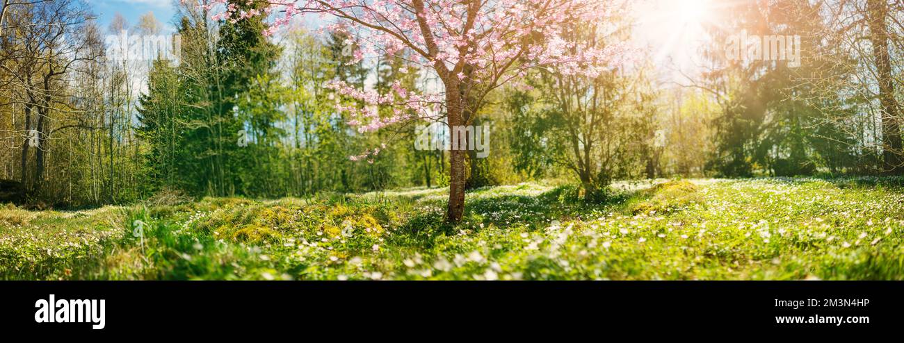 Alone cherry tree blossoming in the spring forest Stock Photo - Alamy