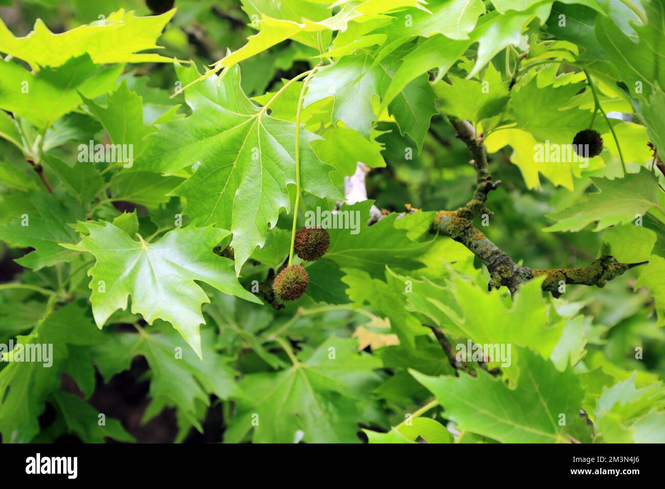 London Plane tree in the grounds of Canterbury Cathedral, Canterbury ...