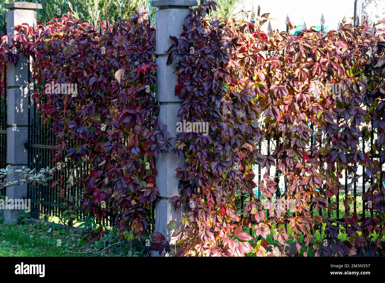Wild grapes on a pine trunk in autumn Stock Photo - Alamy