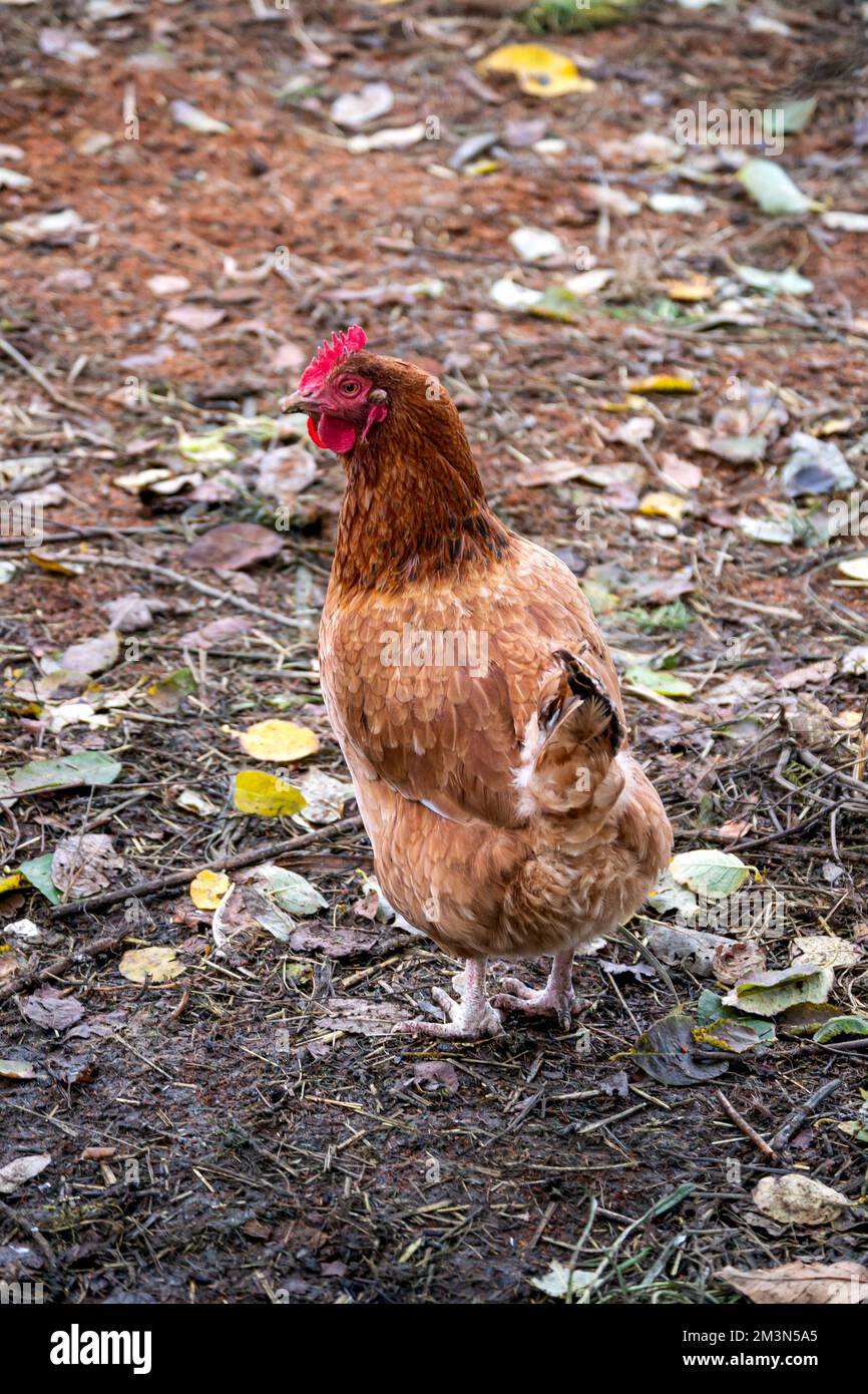 a beautiful brown hen walks around the farm in the village Stock Photo ...