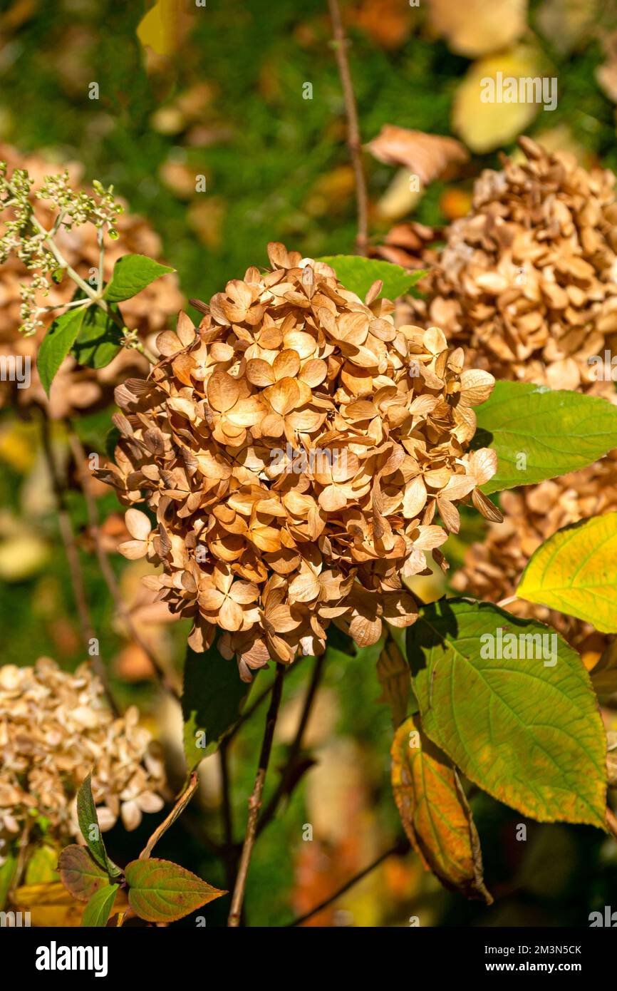 Dry branches frame hi-res stock photography and images - Alamy