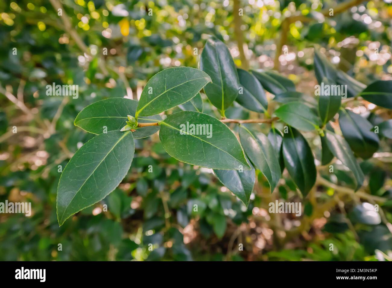 Tree branch or a new sprout aspiring to the upper tier of the forest to ...