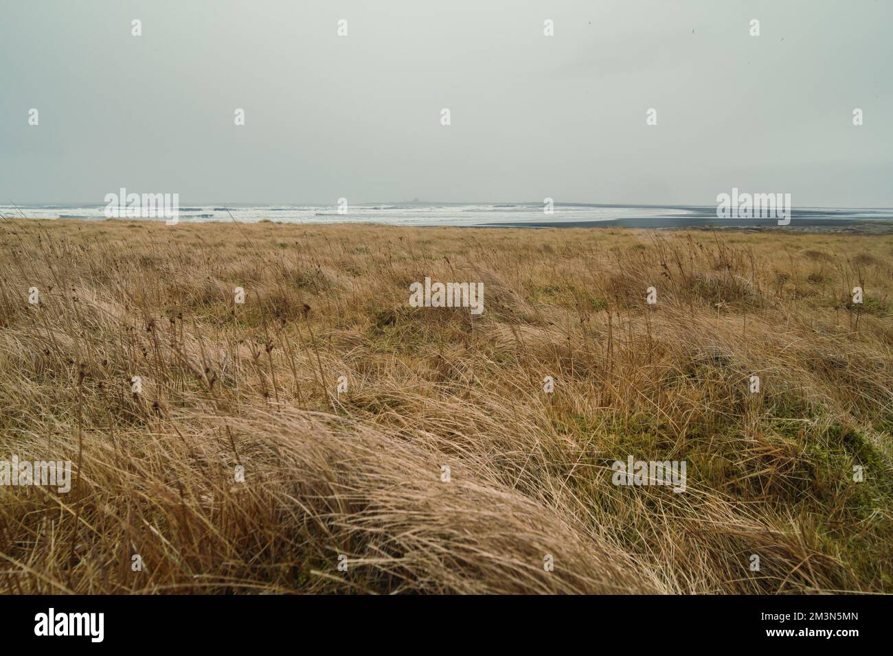 Dry grass field on beach landscape photo Stock Photo - Alamy
