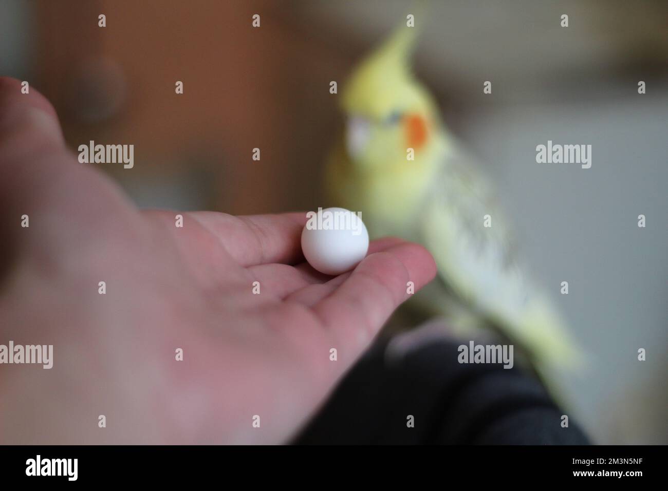 Parrot egg hi-res stock photography and images - Alamy