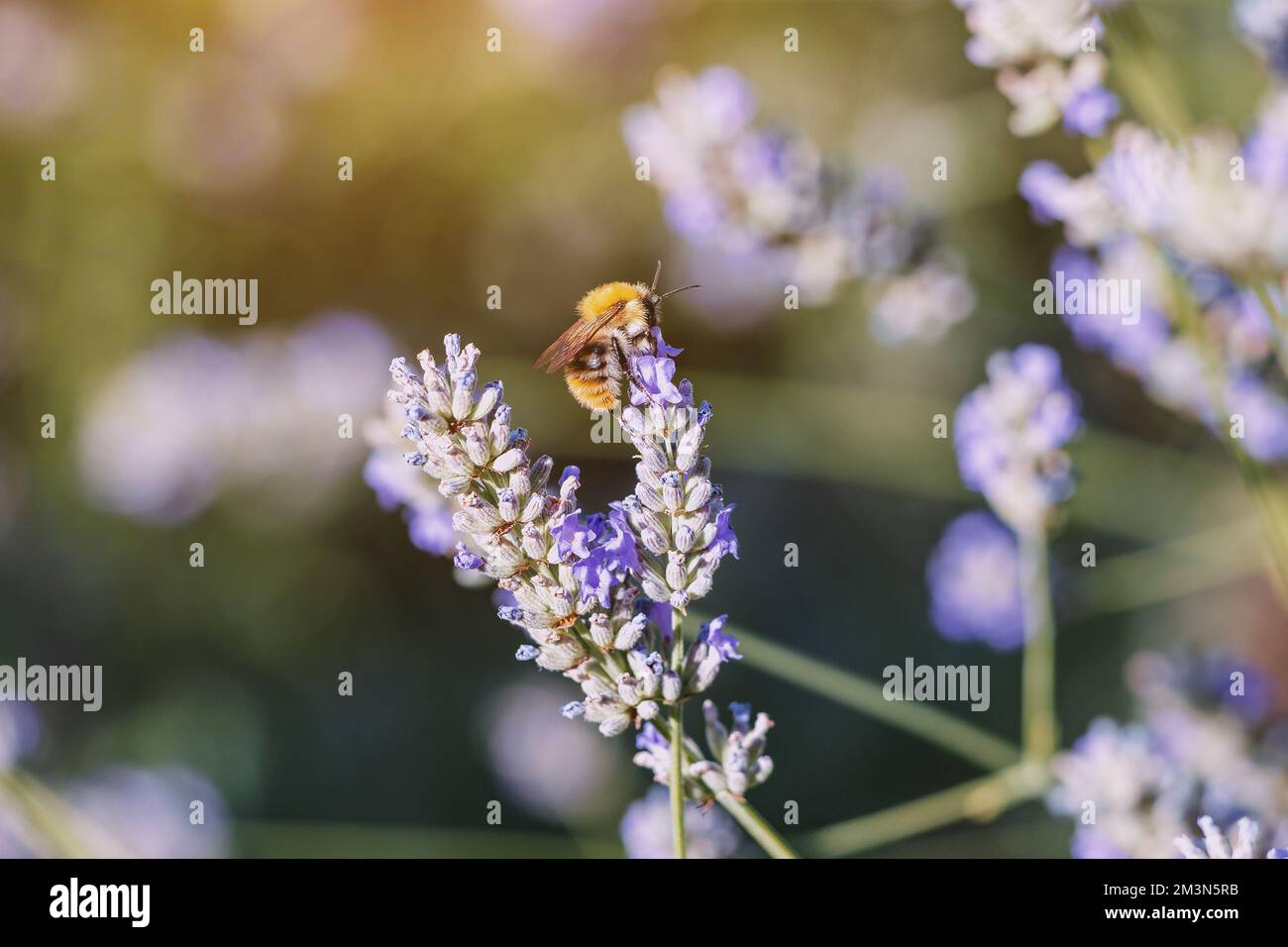 A bee collects pollen from lavender, a popular honey plant Stock Photo ...