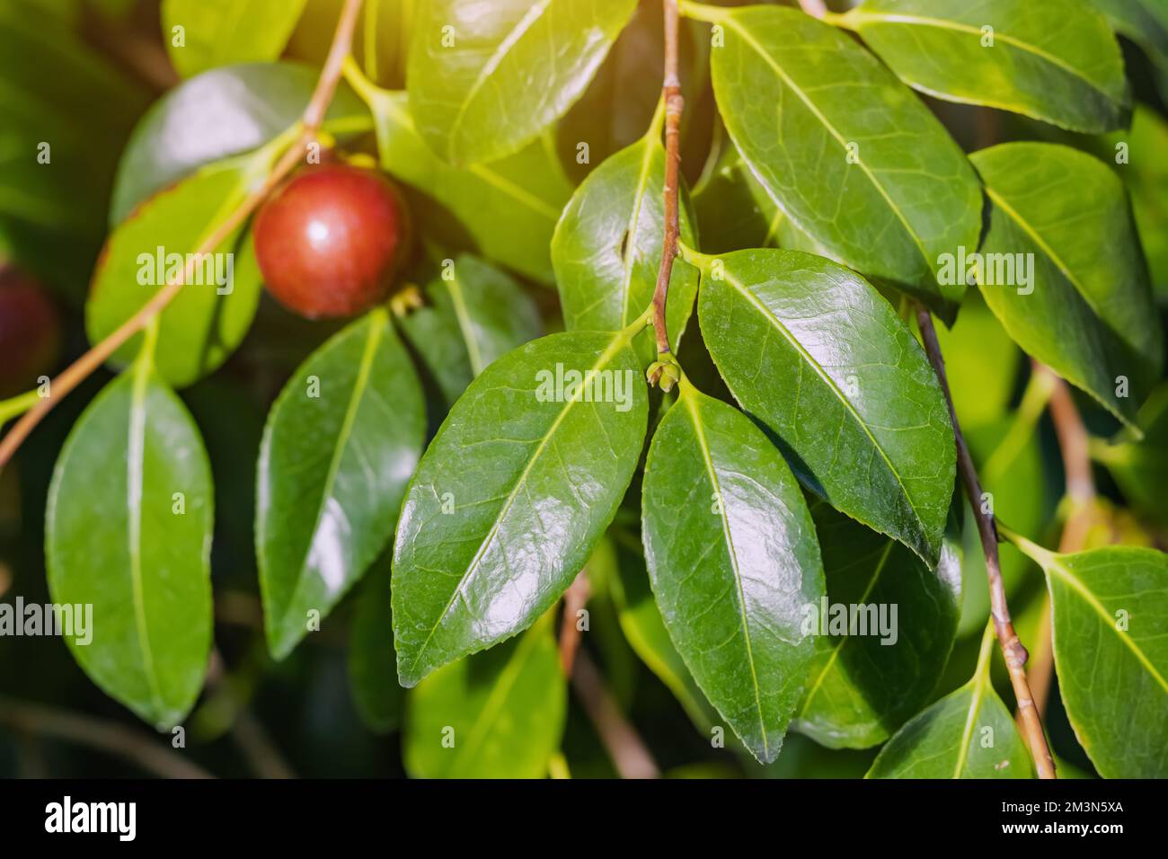 Camellia tree leaves and ripe red fruit hiding in bush. Harvest and ...