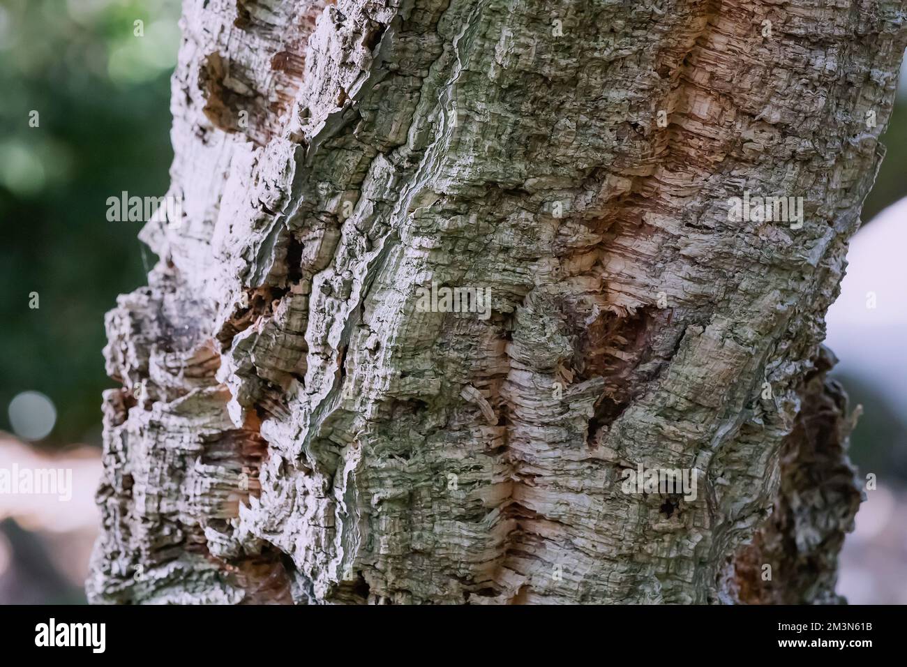 Unusual bark of a cork tree that is widely used for the production of ...