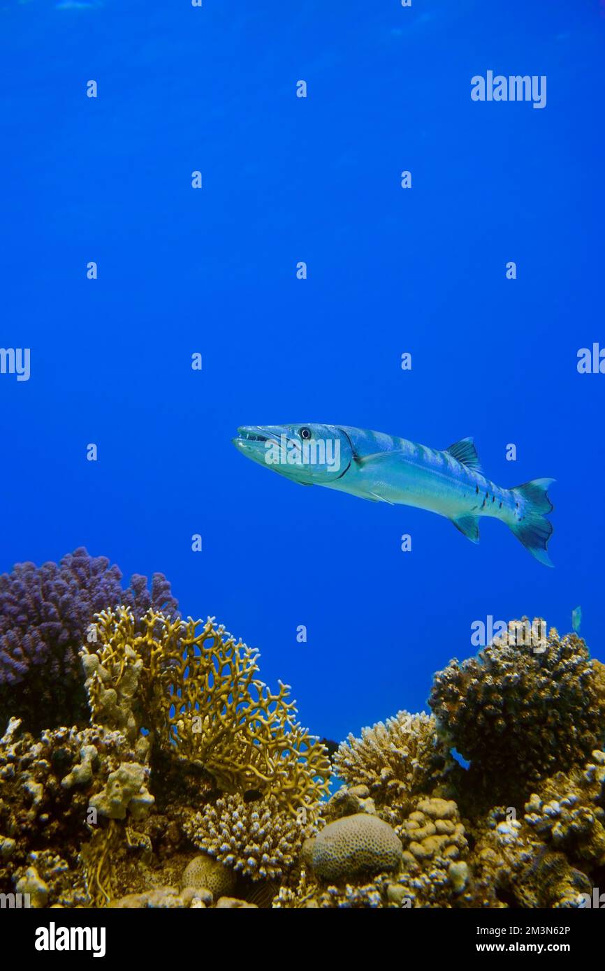 Great barracuda teeth hi-res stock photography and images - Alamy