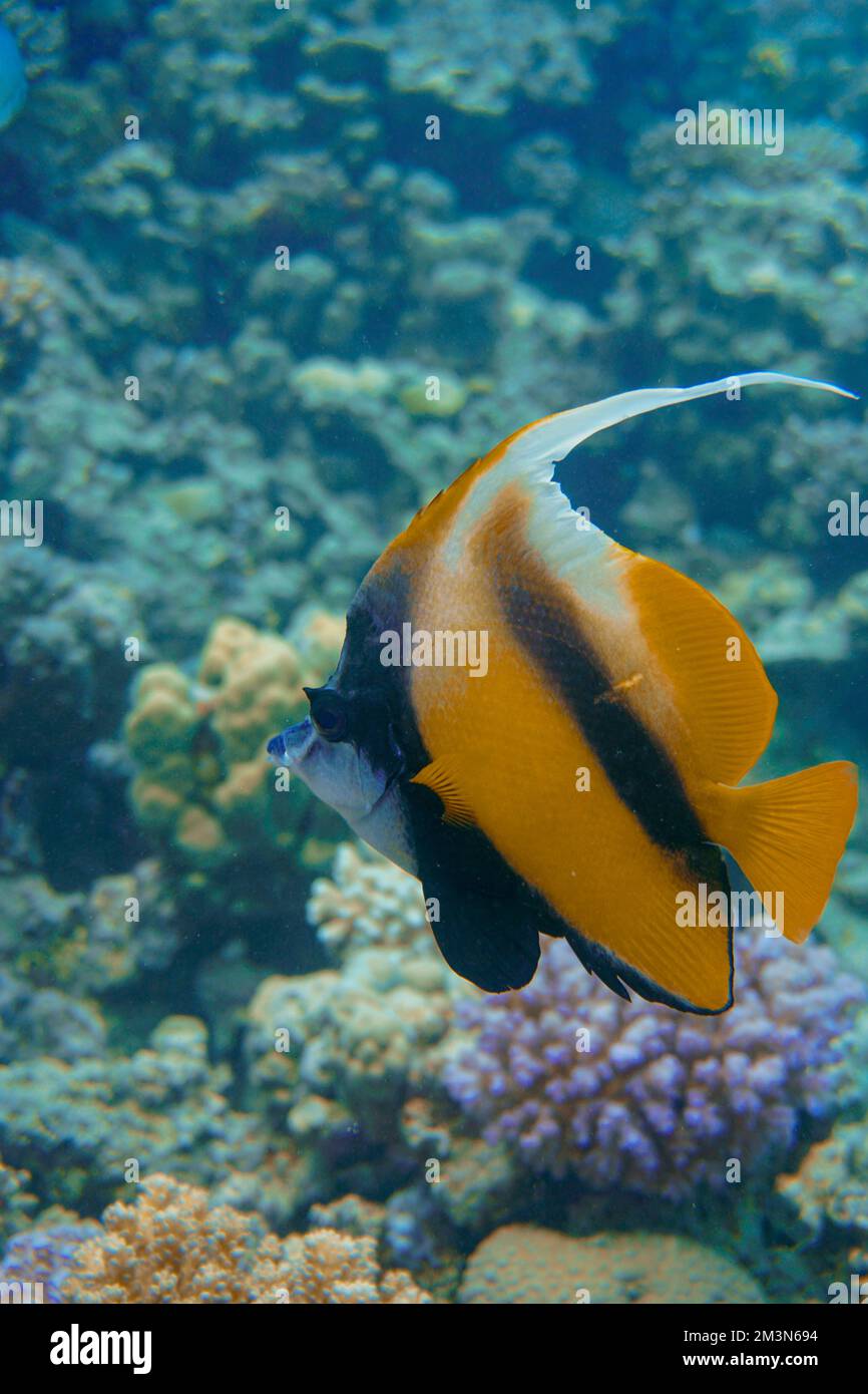 Pennant coral fish hi-res stock photography and images - Alamy