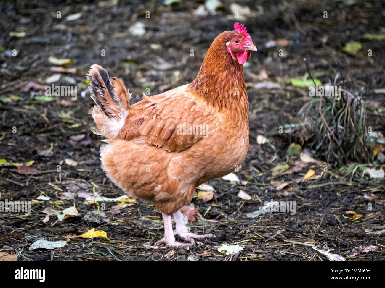a beautiful brown hen walks around the farm in the village Stock Photo ...
