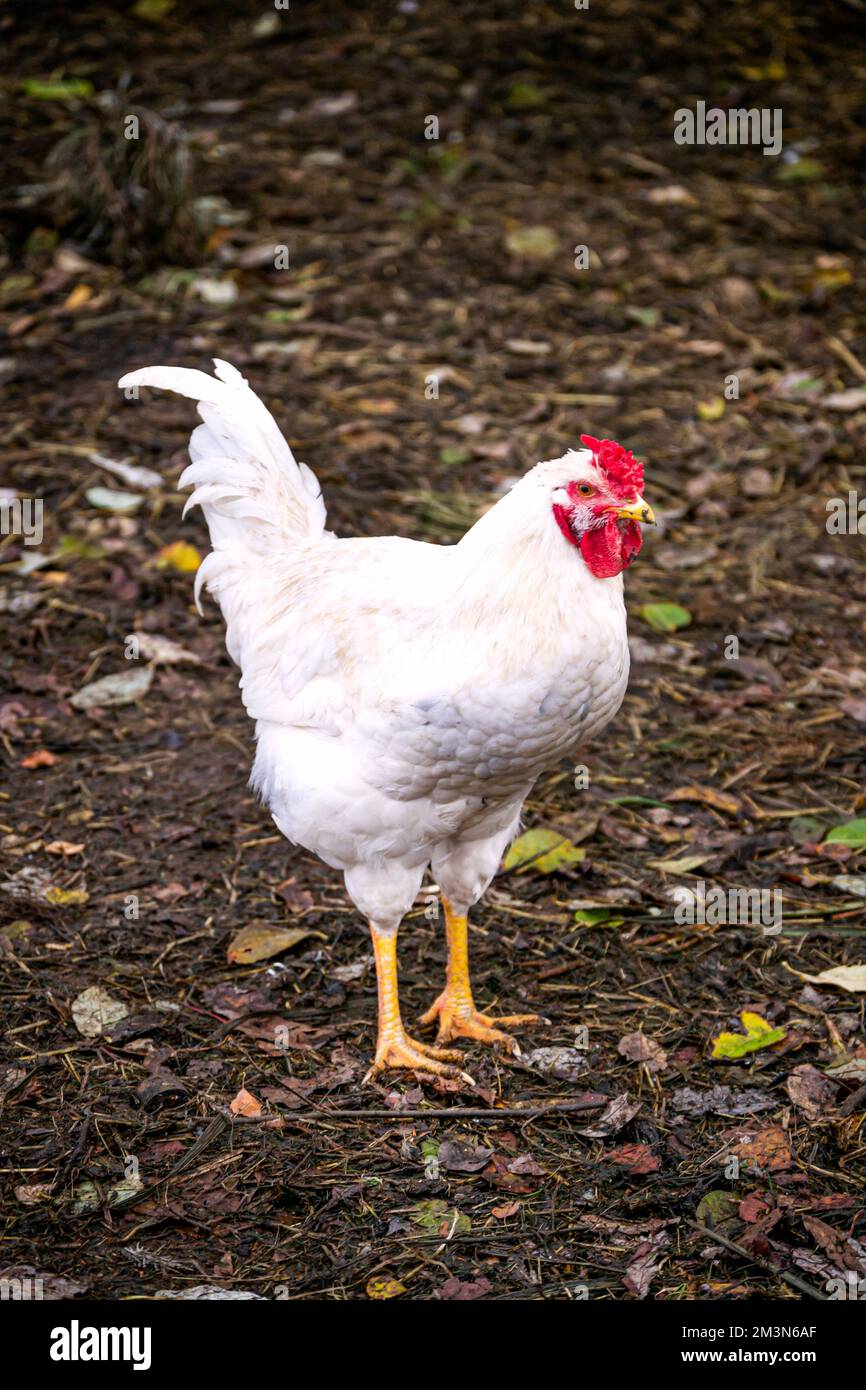 White beautiful chicken walks around the farm in the village Stock ...