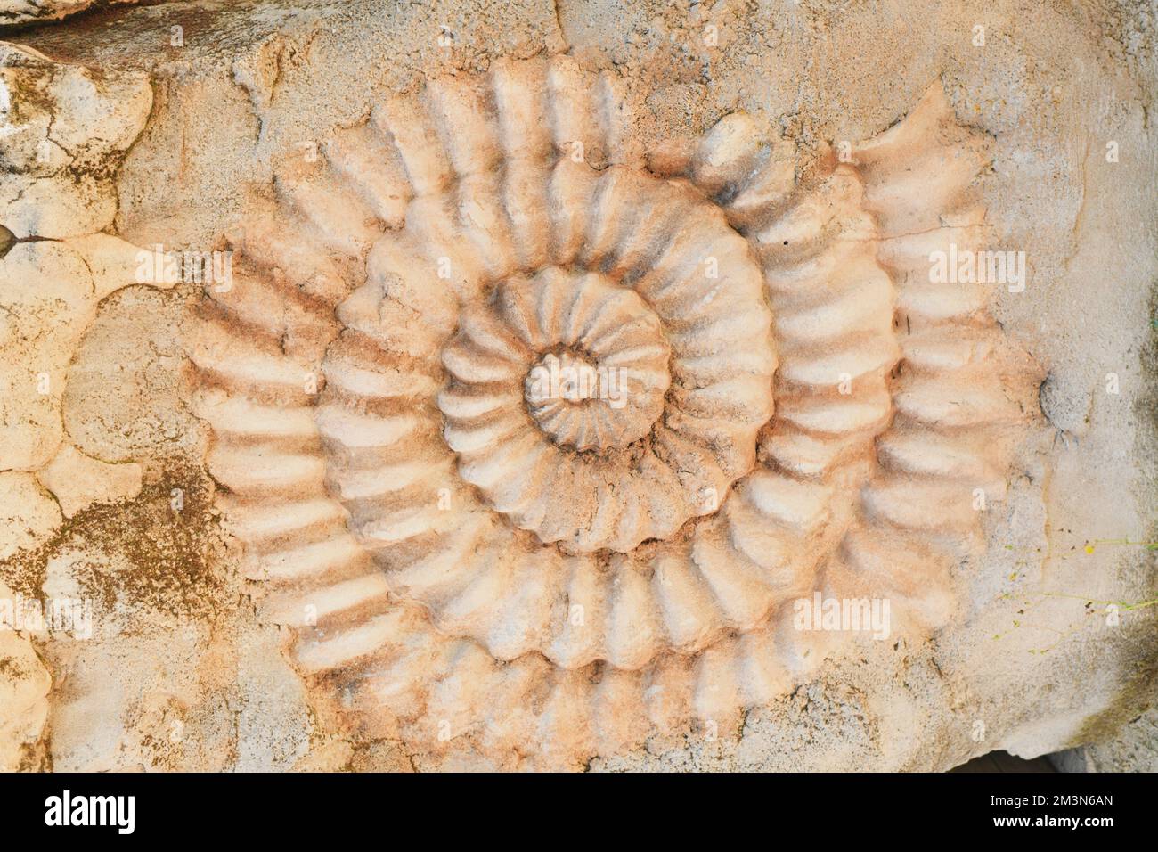 The ammonite prehistoric fossil on the surface of the stone Stock Photo ...