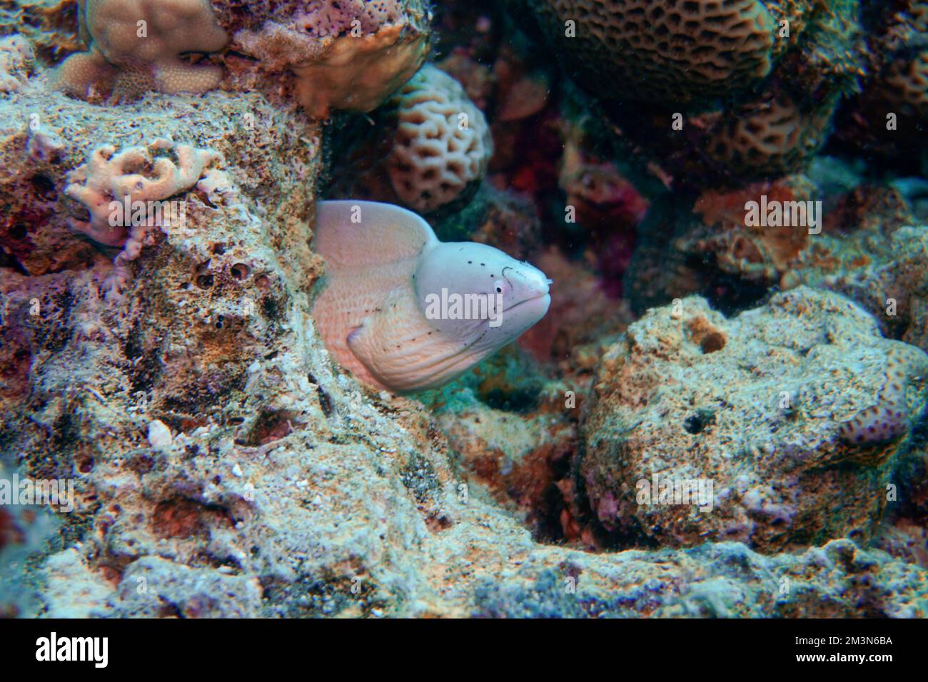 A beautiful spotted moray eel in the colourful coral reef. Scuba Diving ...