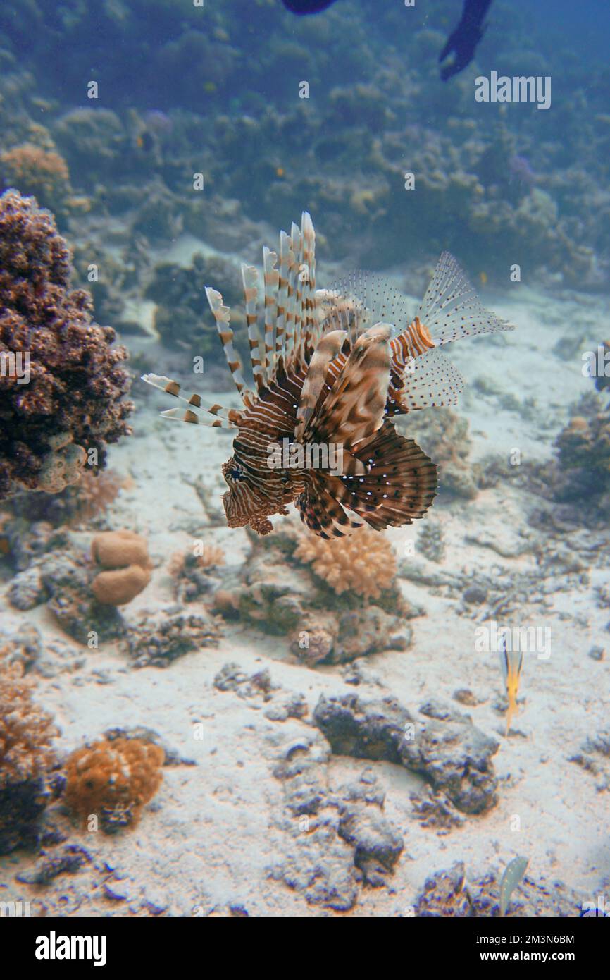 A beautiful lion fish in the colourful coral reef in the Red Sea in ...