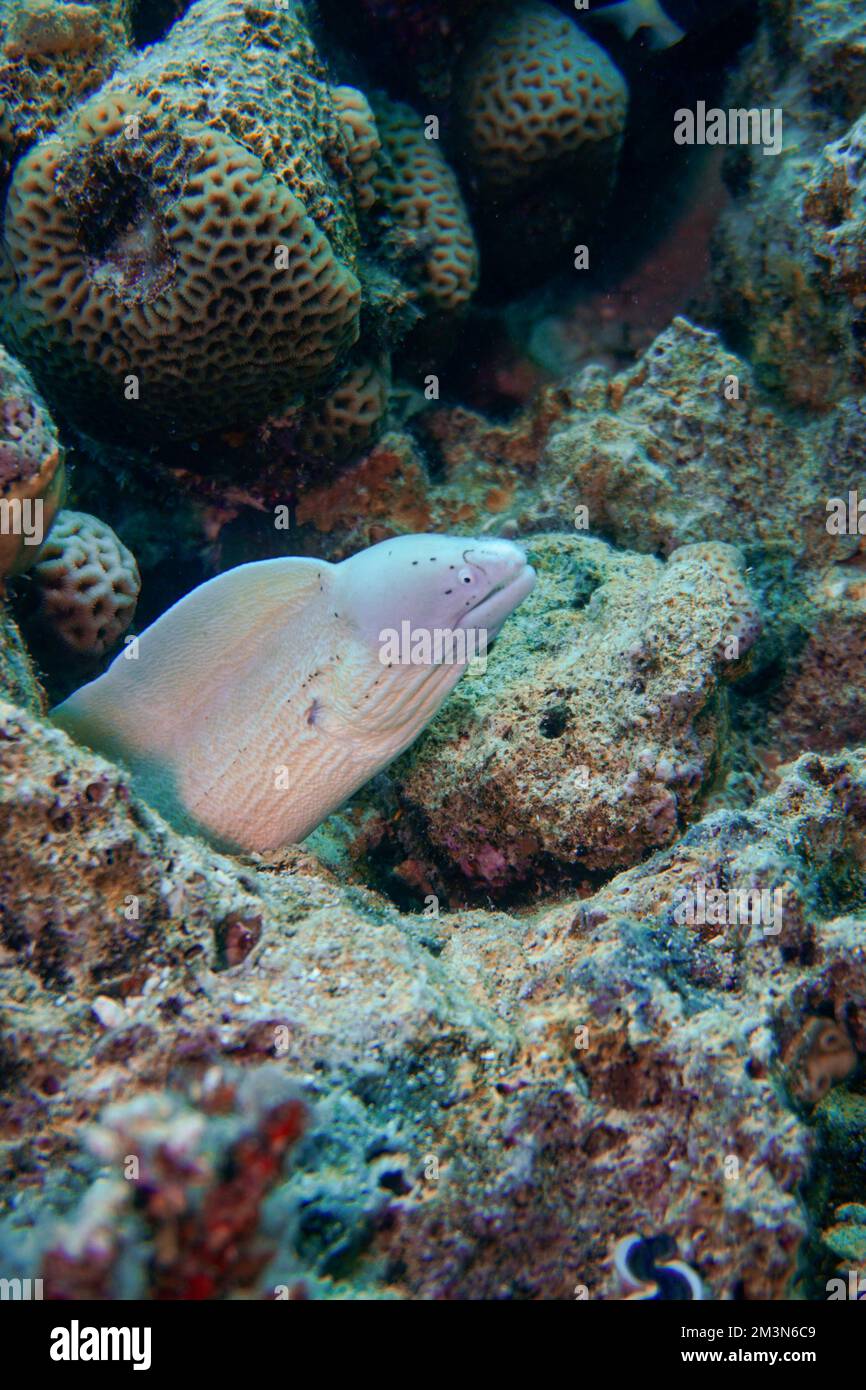 A beautiful spotted moray eel in the colourful coral reef. Scuba Diving ...