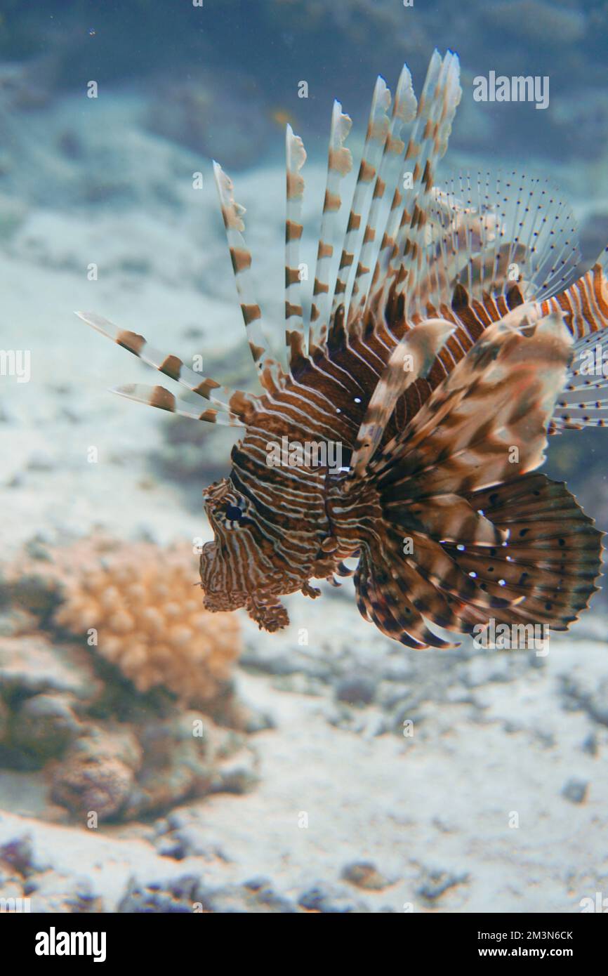 A beautiful lion fish in the colourful coral reef in the Red Sea in ...