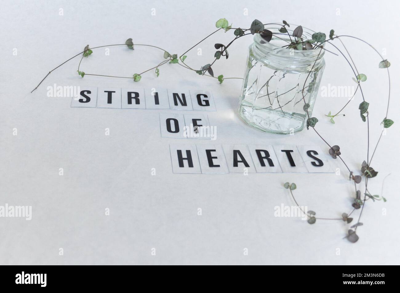 String of Hearts plant (ceropegia woodii) propagating in a jar of water ...