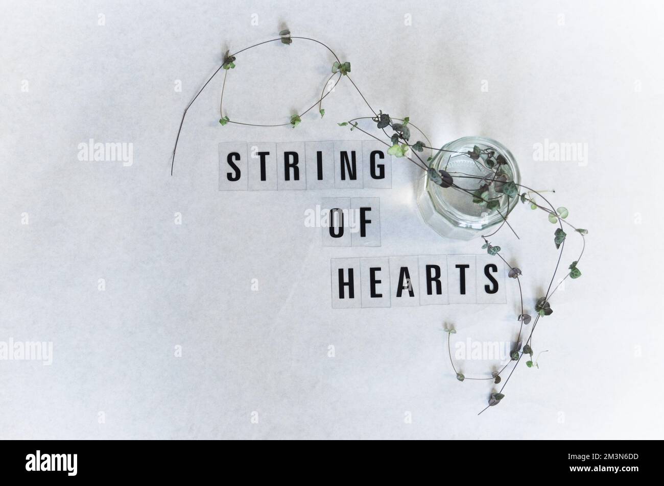 String of Hearts plant (ceropegia woodii) propagating in a jar of water ...