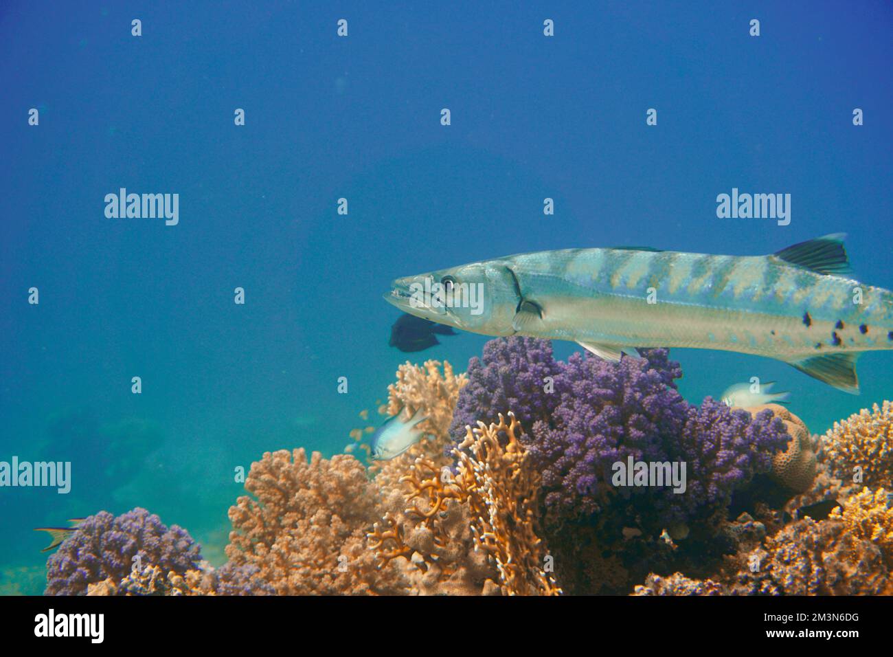A beautiful big large great barracuda in the colourful coral reef in the Red Sea in Egypt with ...