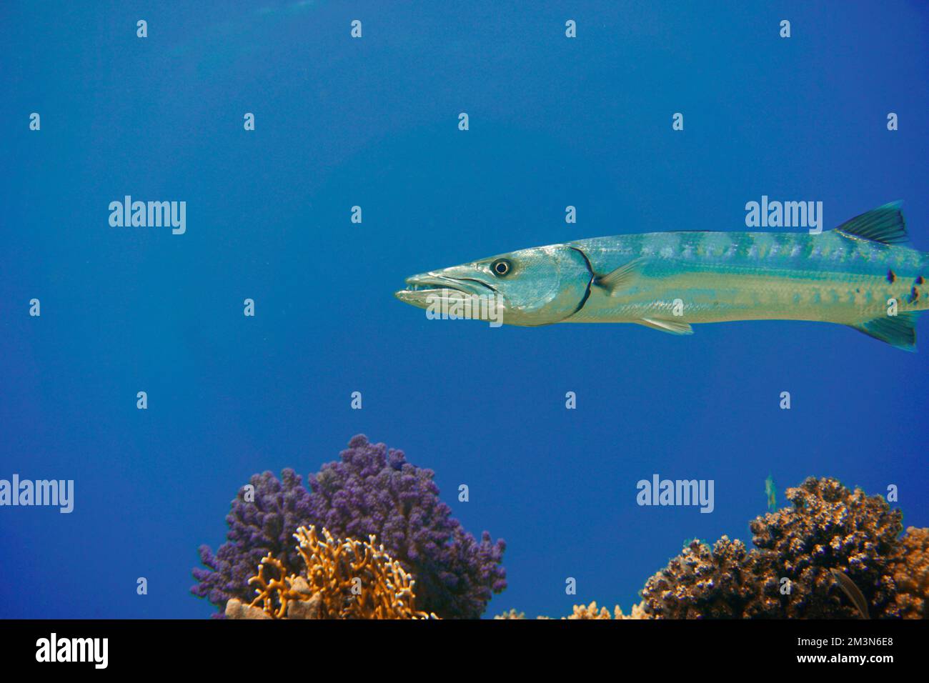 A beautiful big large great barracuda in the colourful coral reef in ...