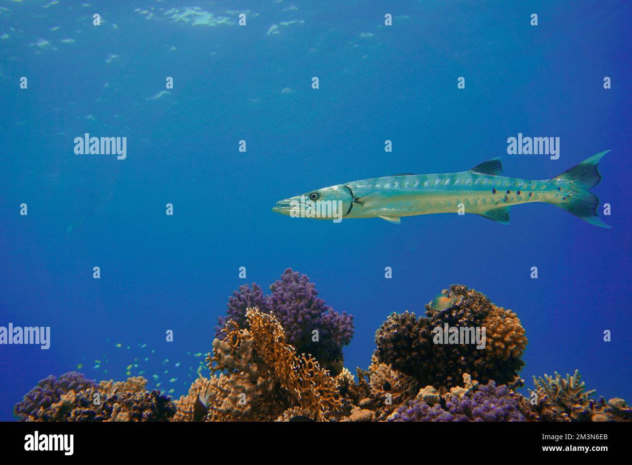 A beautiful big large great barracuda in the colourful coral reef in ...