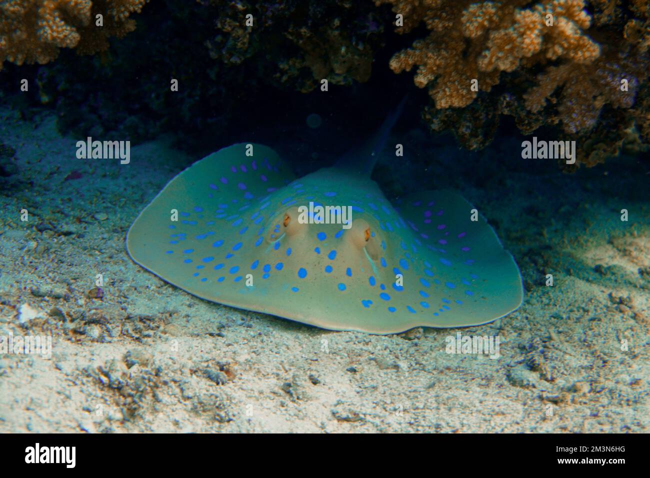 A blue spotted stingray swimming in the sand patch of the colourful ...