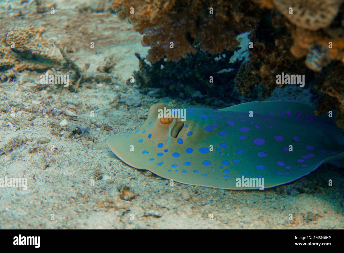 A blue spotted stingray swimming in the sand patch of the colourful ...