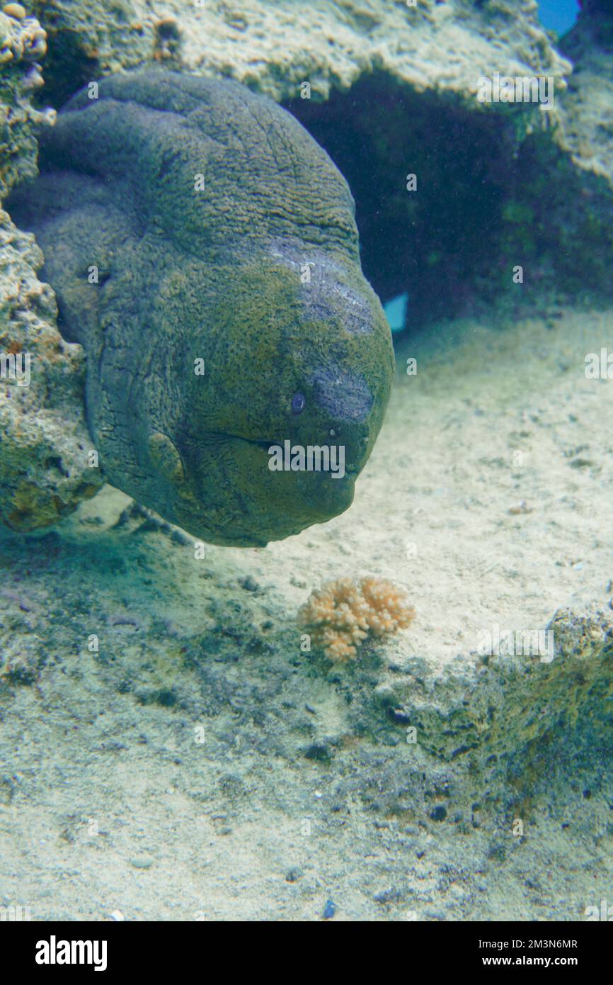 A large, big moray eel with large sharp teeth hiding in the colourful ...