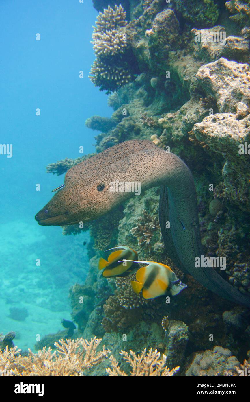 A large, big moray eel with large sharp teeth hiding in the colourful ...