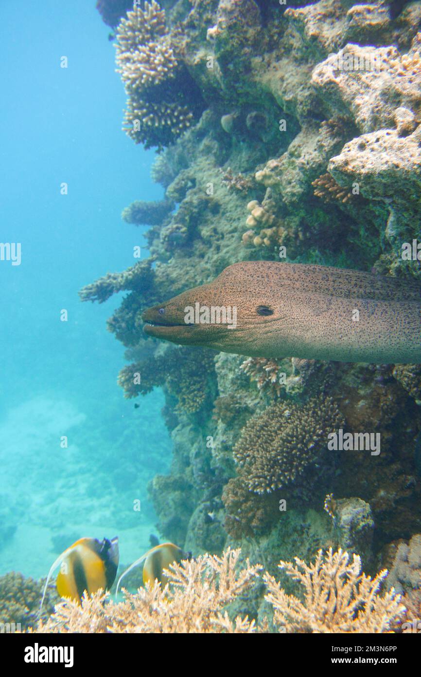 A large, big moray eel with large sharp teeth hiding in the colourful ...