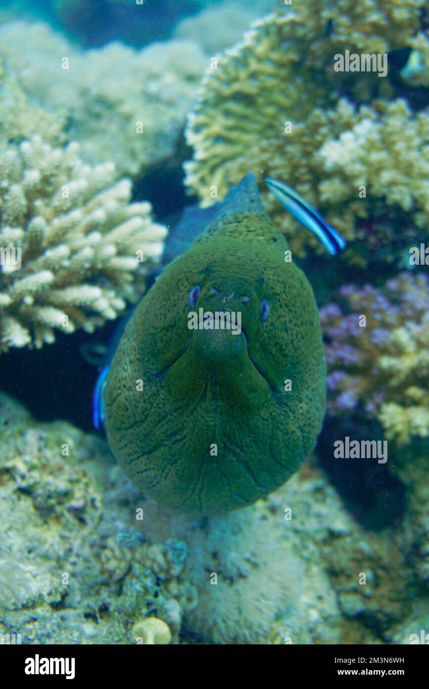 A large, big moray eel with large sharp teeth hiding in the colourful ...
