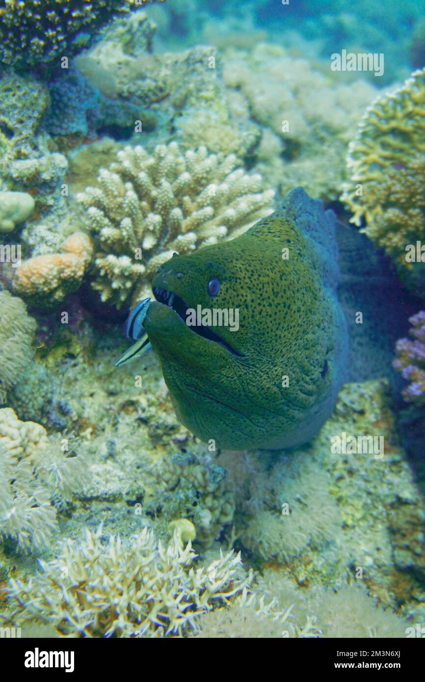A large, big moray eel with large sharp teeth hiding in the colourful ...