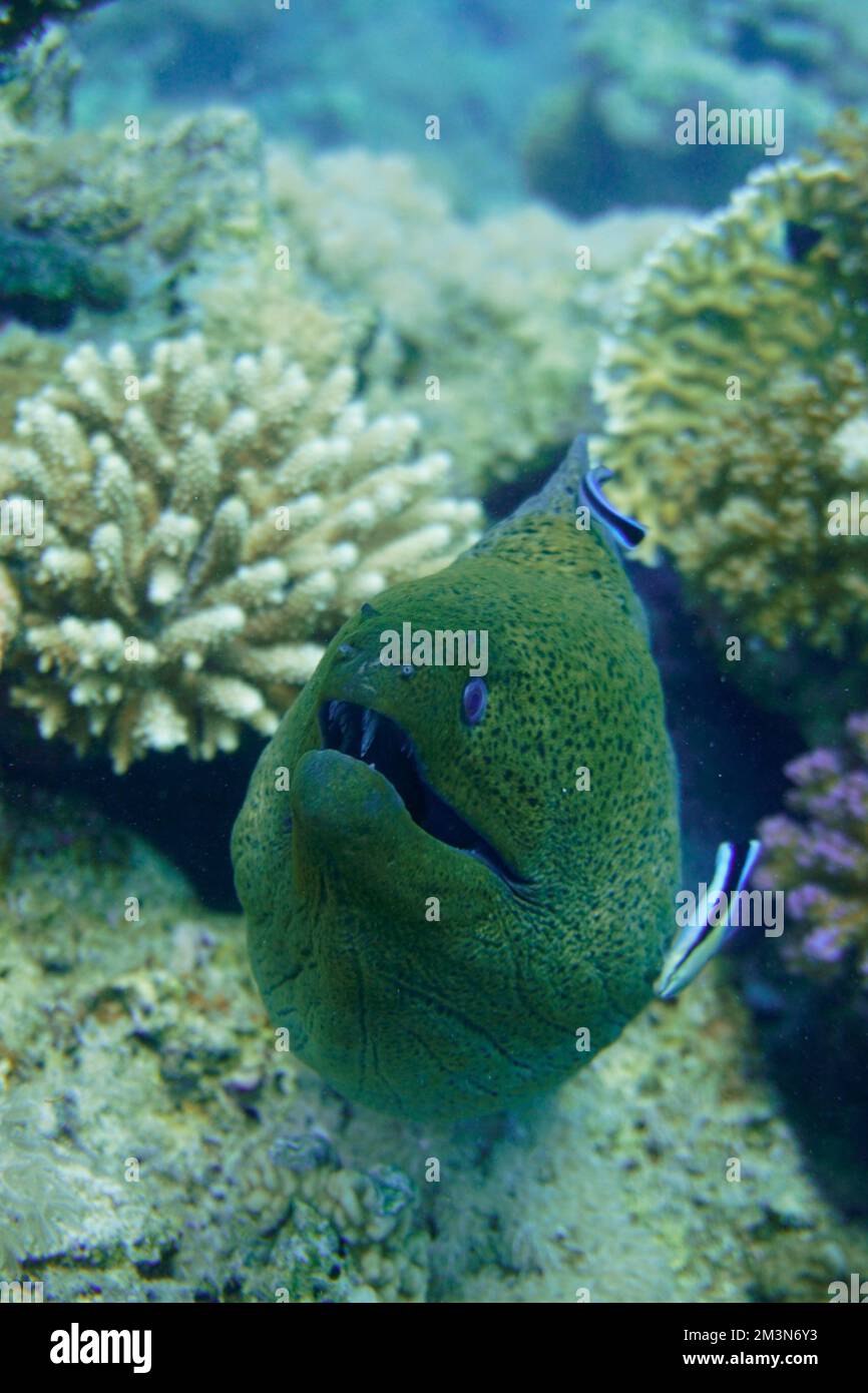 A large, big moray eel with large sharp teeth hiding in the colourful ...