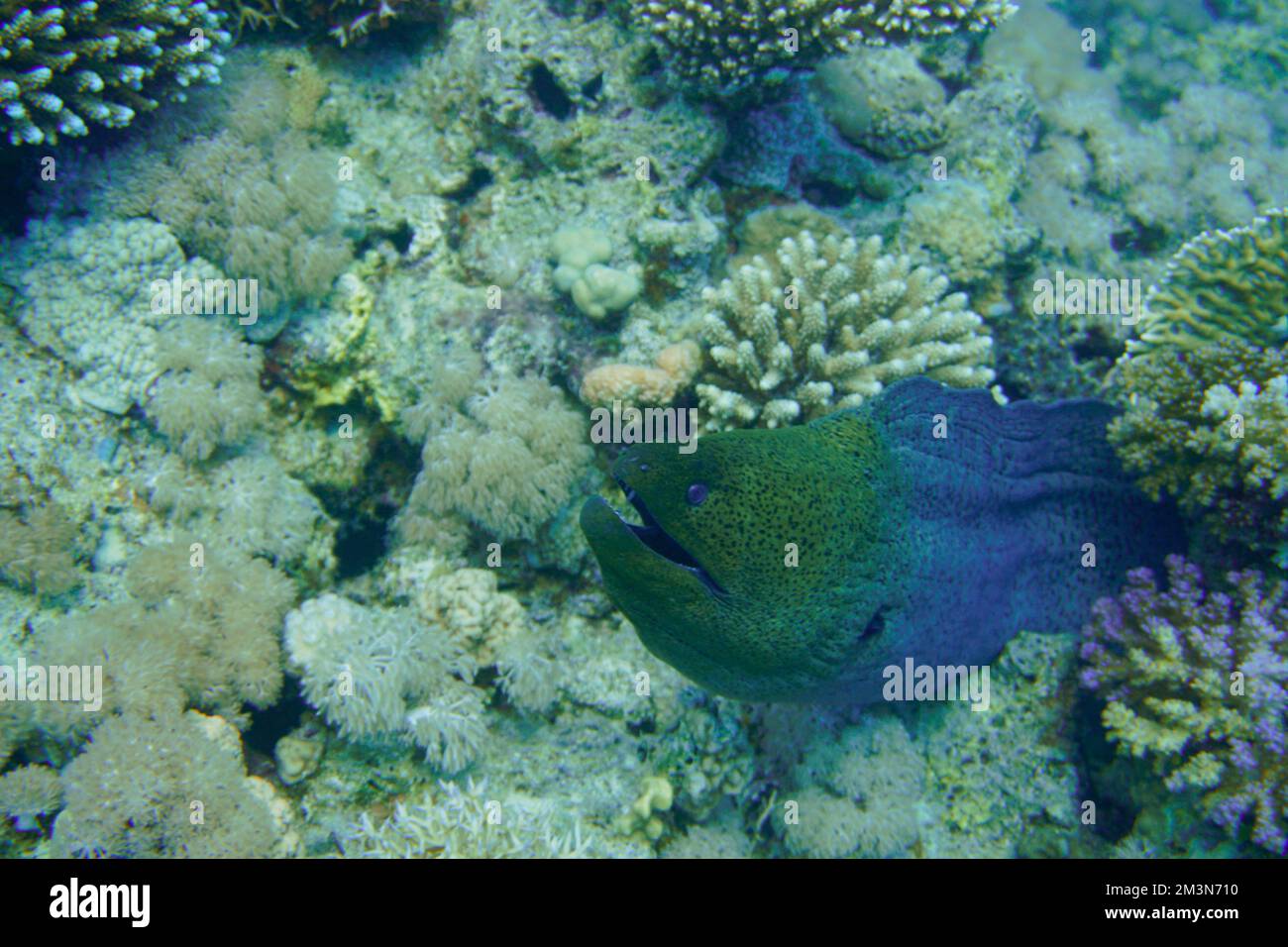 A large, big moray eel with large sharp teeth hiding in the colourful ...