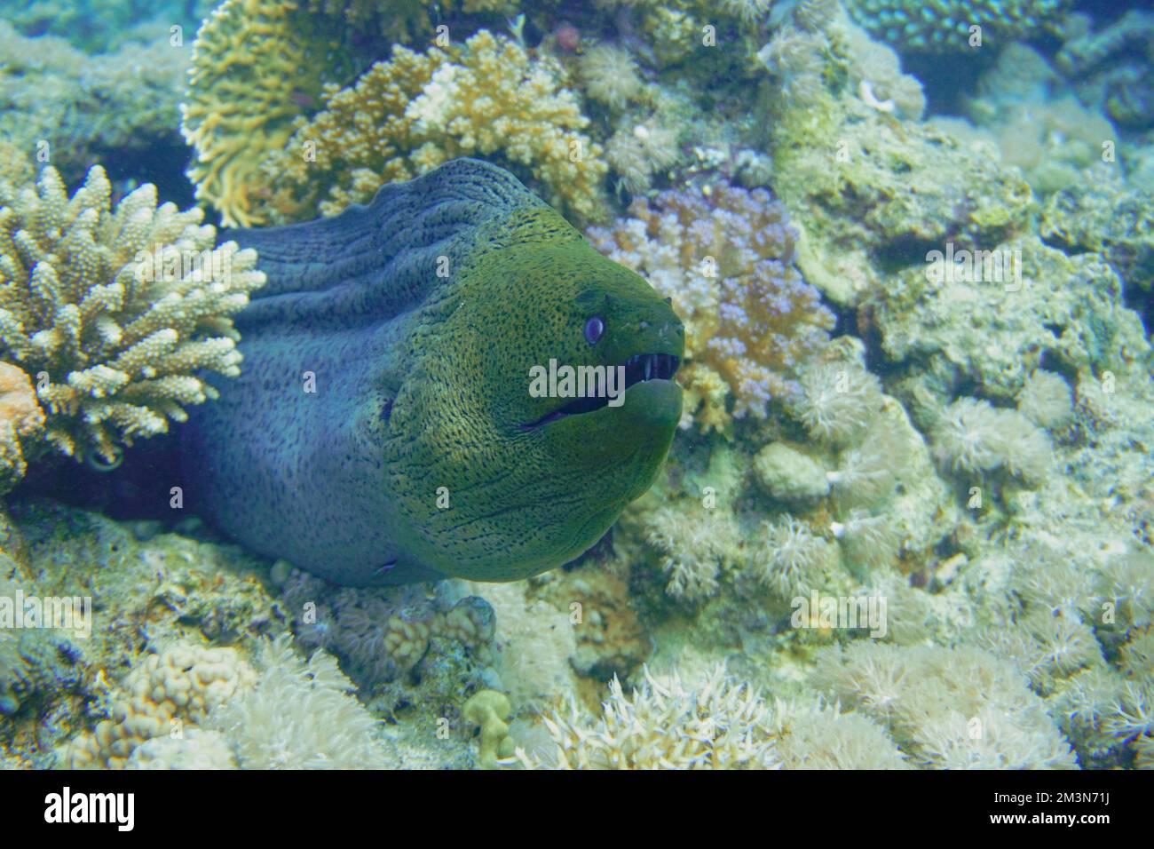 A large, big moray eel with large sharp teeth hiding in the colourful ...