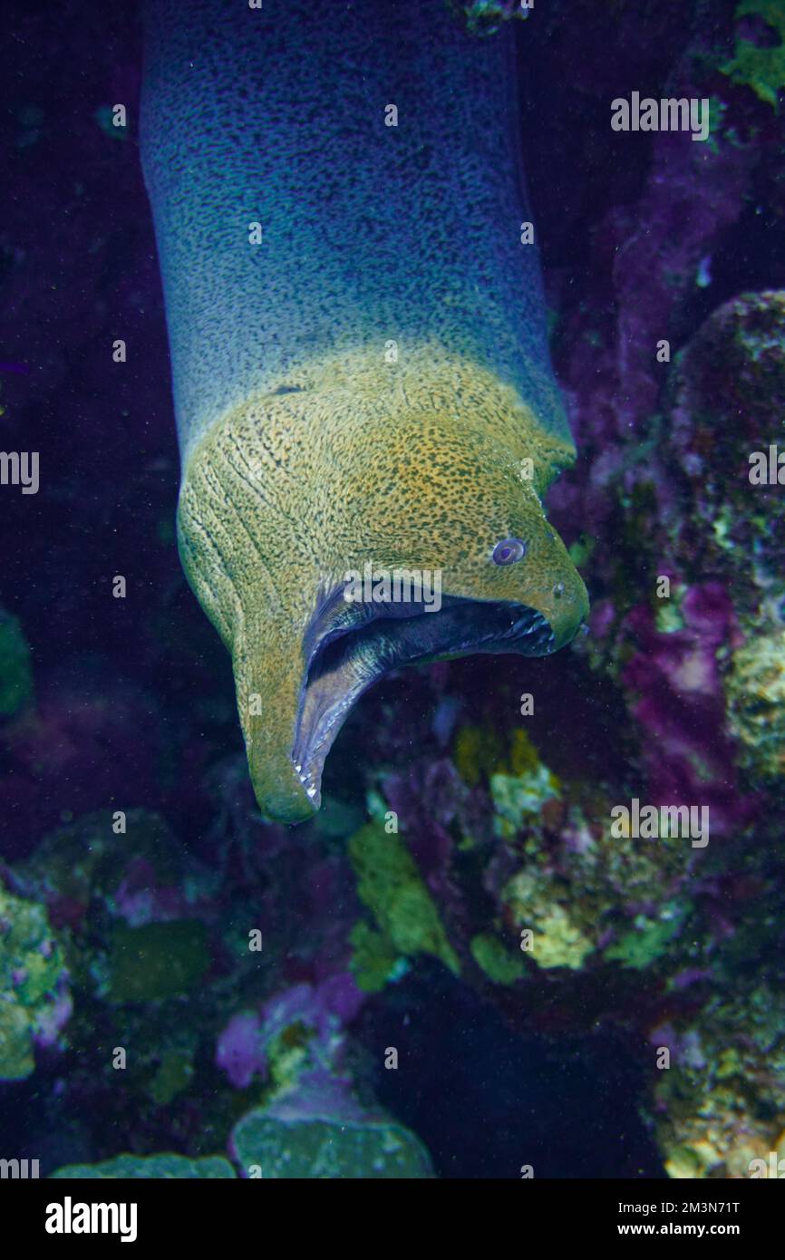 A large, big moray eel with large sharp teeth hiding in the colourful ...