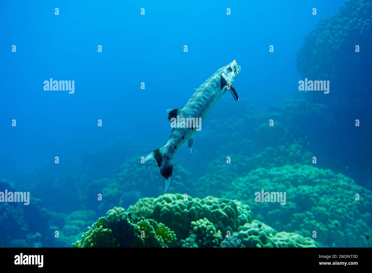 A beautiful big large great barracuda in the colourful coral reef in ...