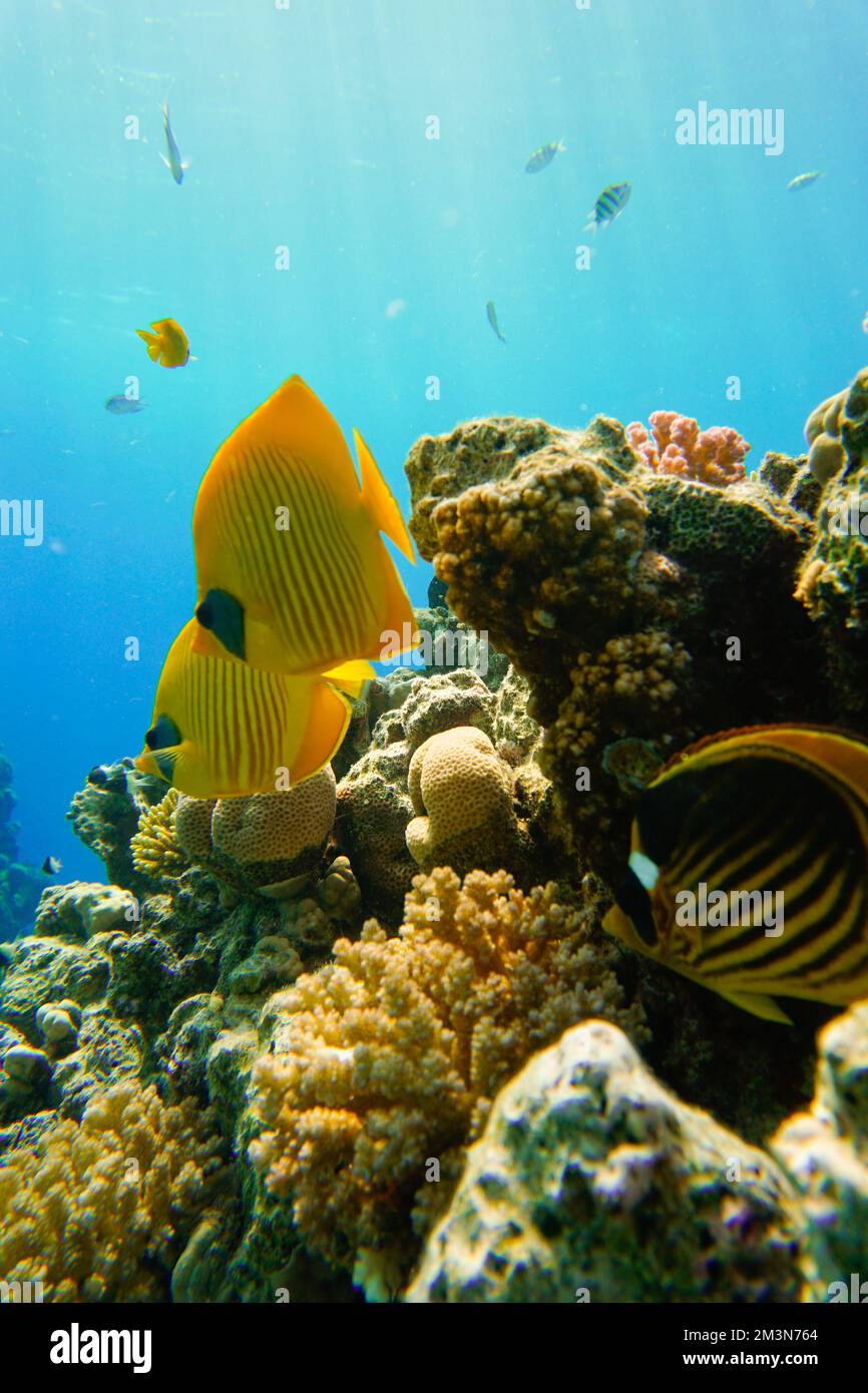 A beautiful pair of yellow butterfly fish colourful coral reef full of goldfish in the Red Sea ...