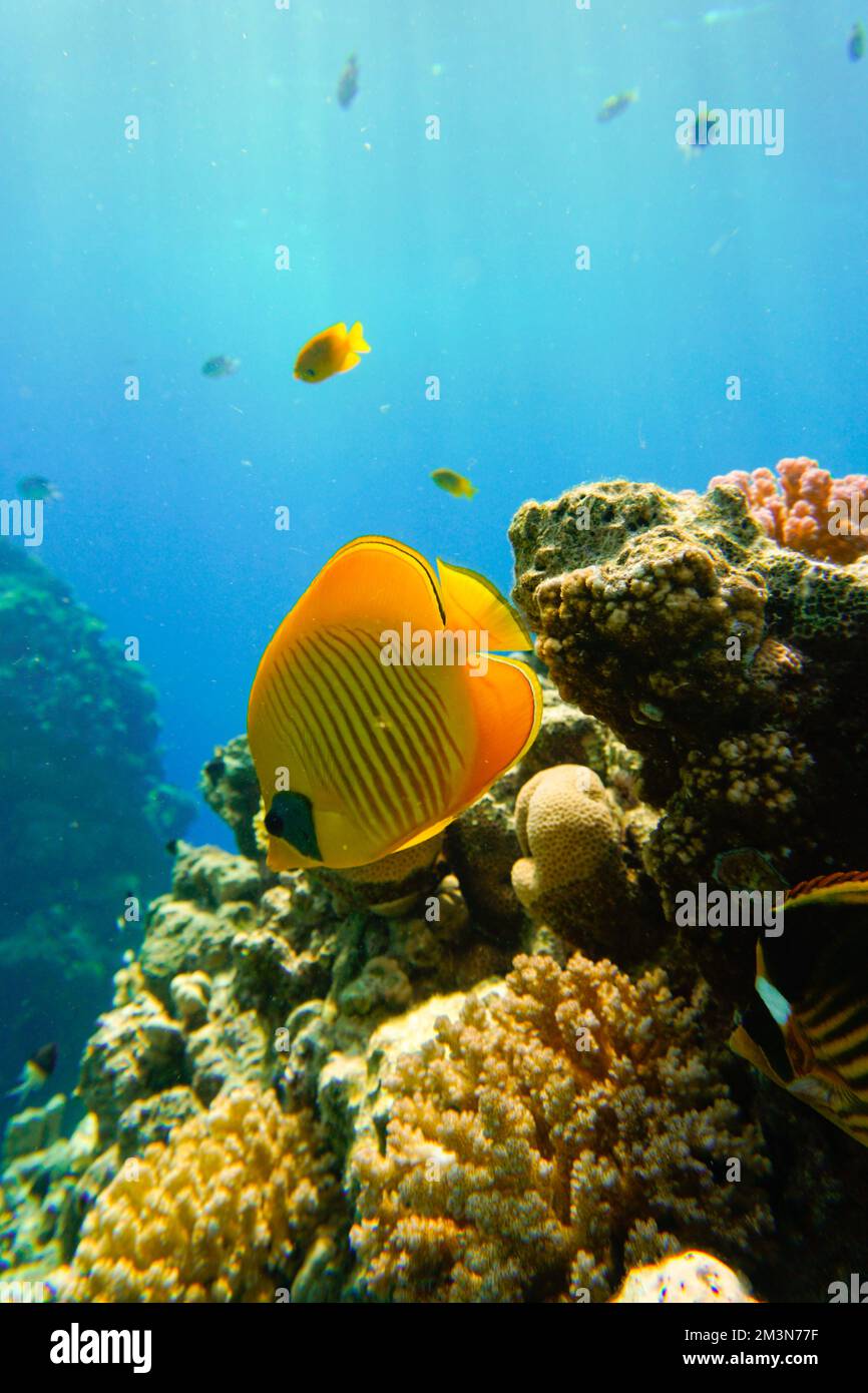 A beautiful pair of yellow butterfly fish colourful coral reef full of goldfish in the Red Sea ...