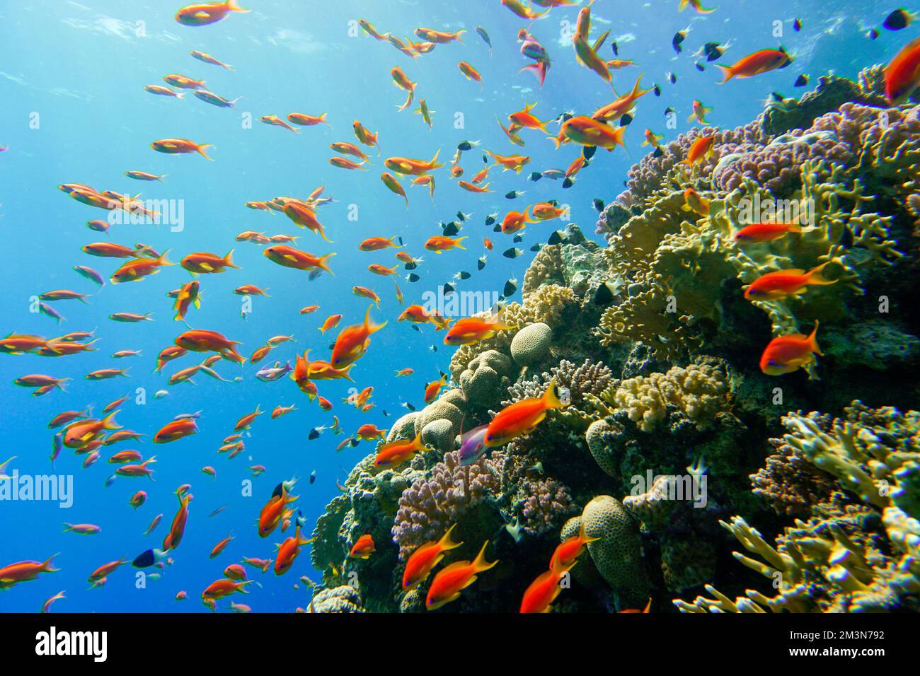 Beautiful Coral Reef With Many Colorful Fishes and Goldfish In The Red ...
