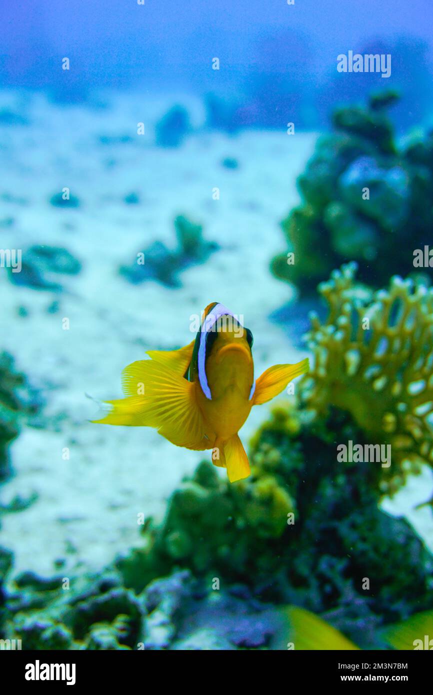 Beautiful clownfish Nemo from Finding Nemo in the anemone in the warm ...