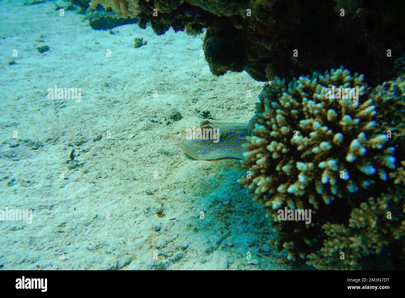 A blue spotted stingray swimming in the sand patch of the colourful ...