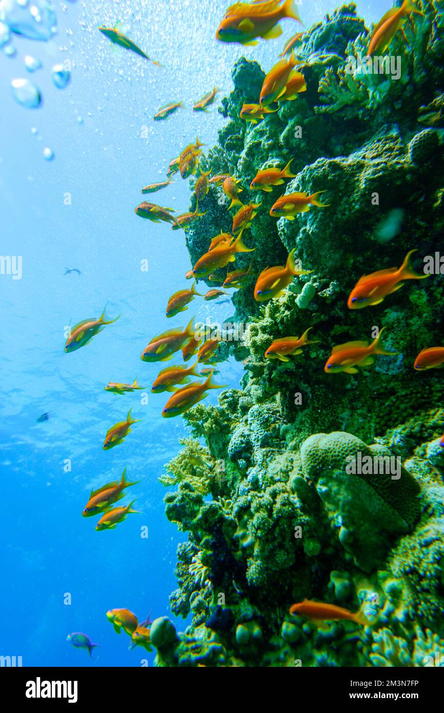 Beautiful Coral Reef With Many Colorful Fishes and Goldfish In The Red ...