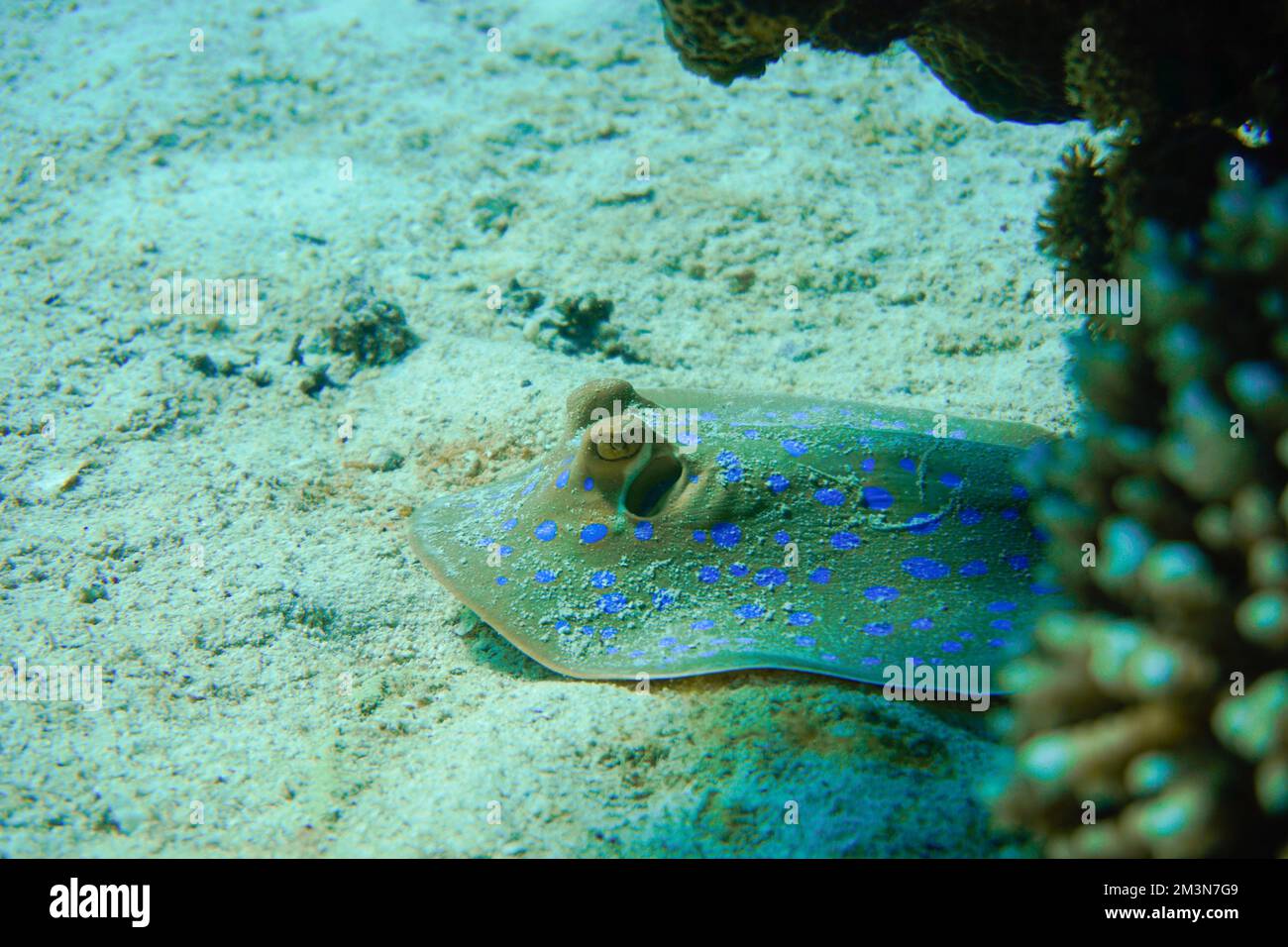 A blue spotted stingray swimming in the sand patch of the colourful ...