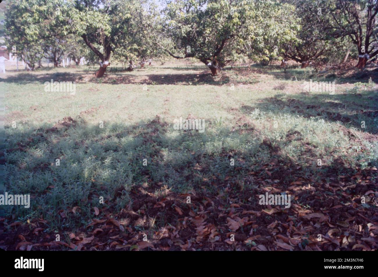 Soil, also commonly referred to as earth or dirt, is a mixture of ...