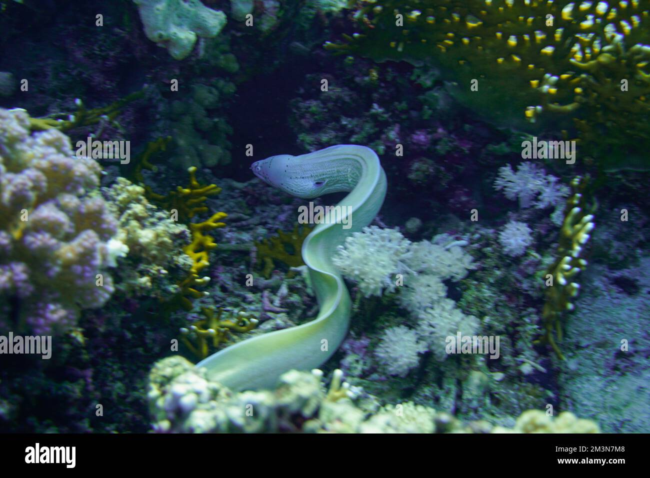 A beautiful spotted moray eel in the colourful coral reef. Scuba Diving ...